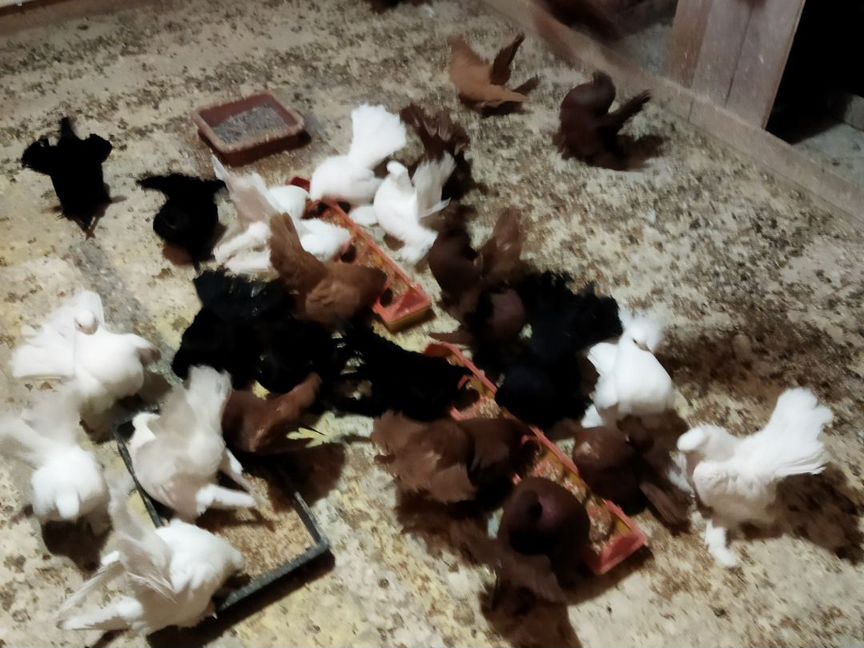 Продажа статных голубей, торг