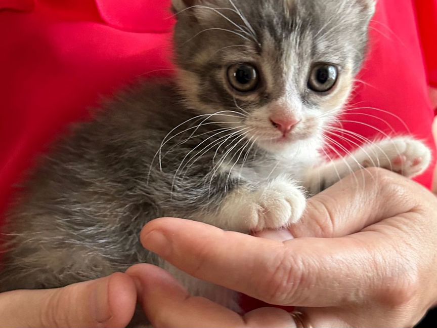 Кошечка с сердечком на лбу