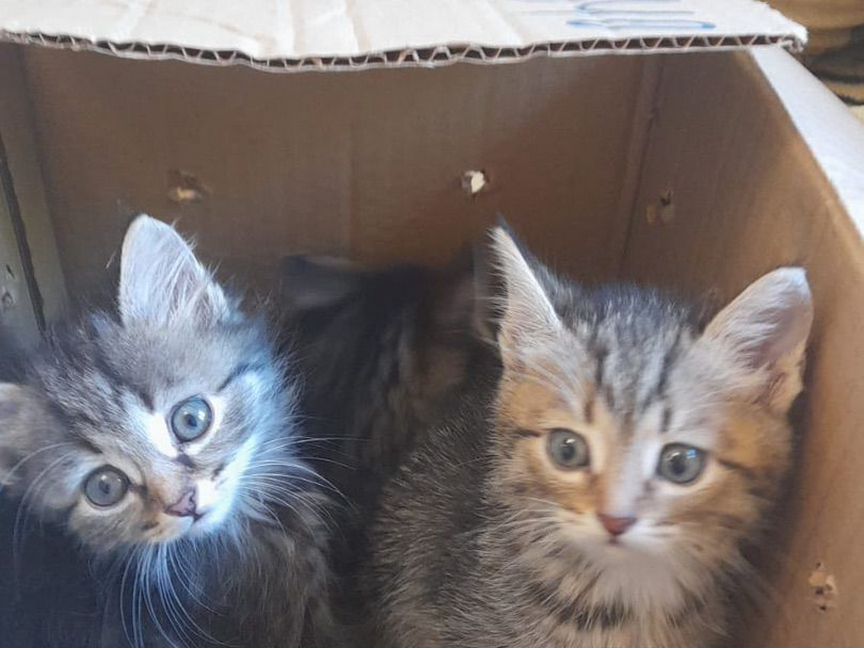 Котята в добрые руки бесплатно