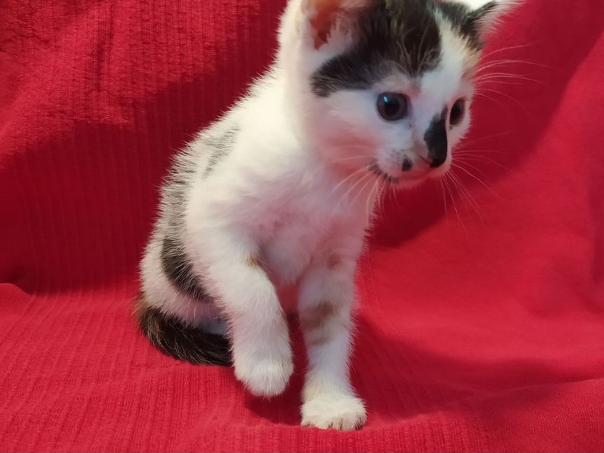 Кошки бесплатно