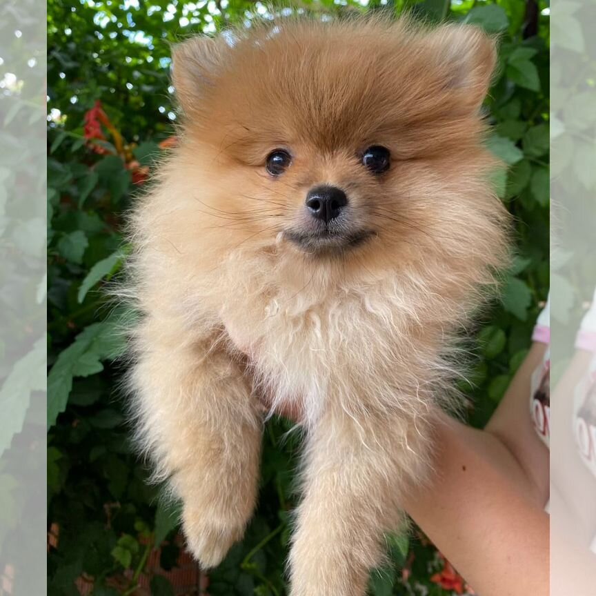 Щенок померанского шпица