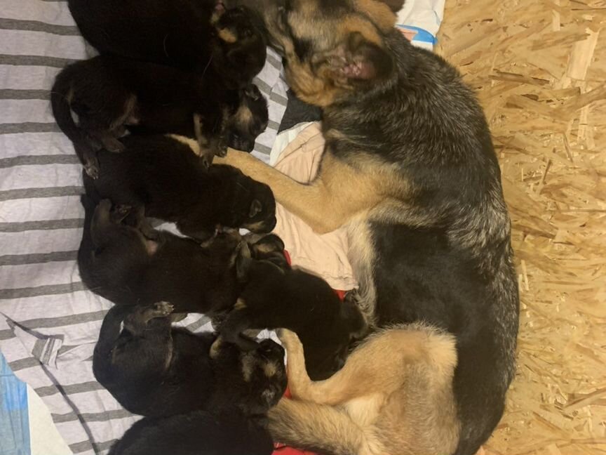 Щенки немецкой овчарки