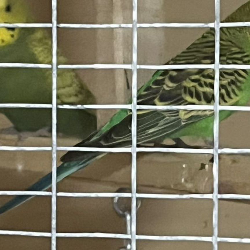 Волнистый попугай