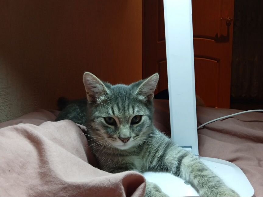 Вязка котов