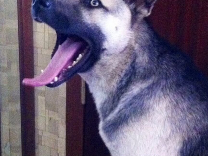 Собака в добрые руки