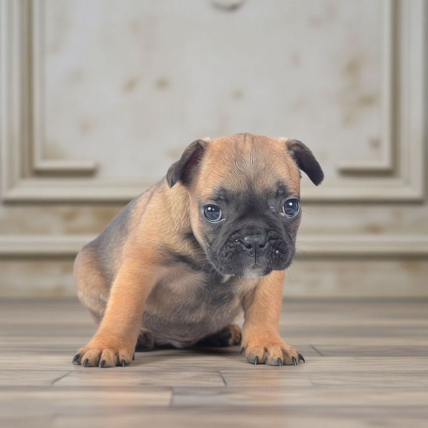 Французский бульдог, щенок