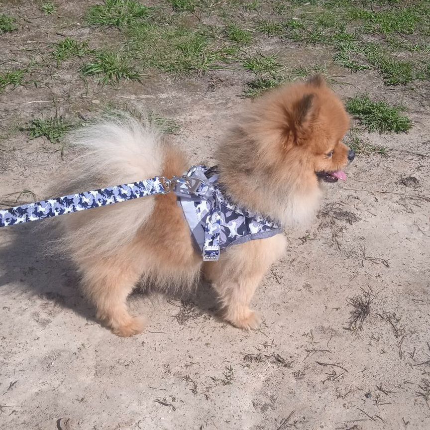 Отдам шпица