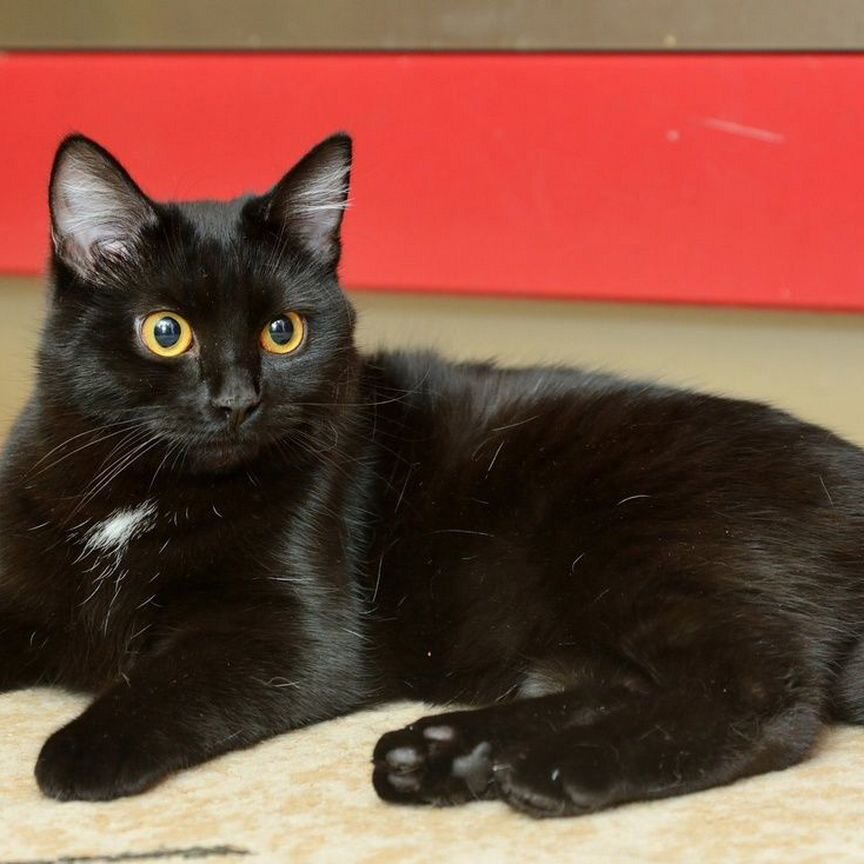 Ласковая черная кошка в добрые руки