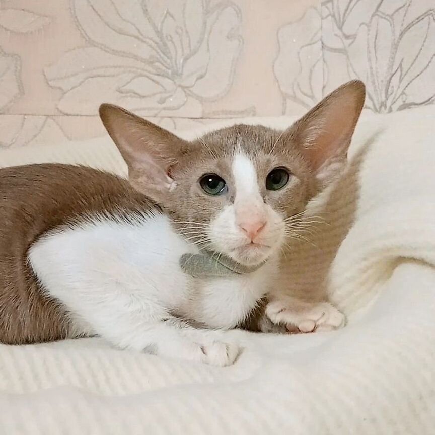 Ориентальные котята мальчик