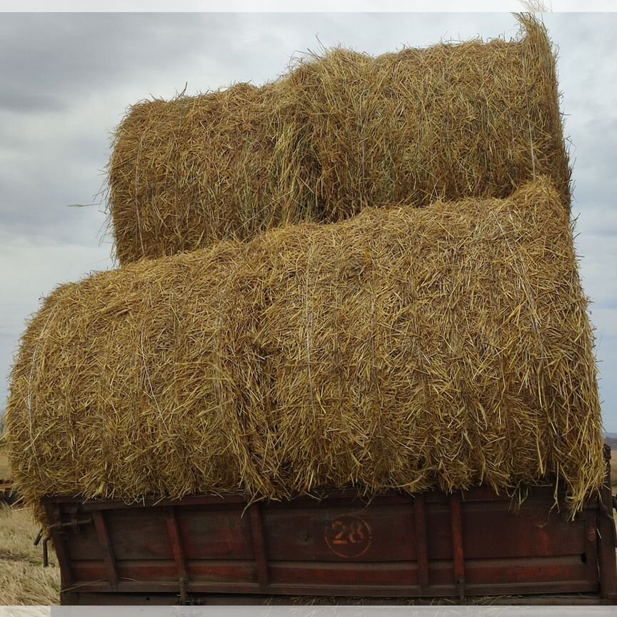 Солома овсяная, пшеничная