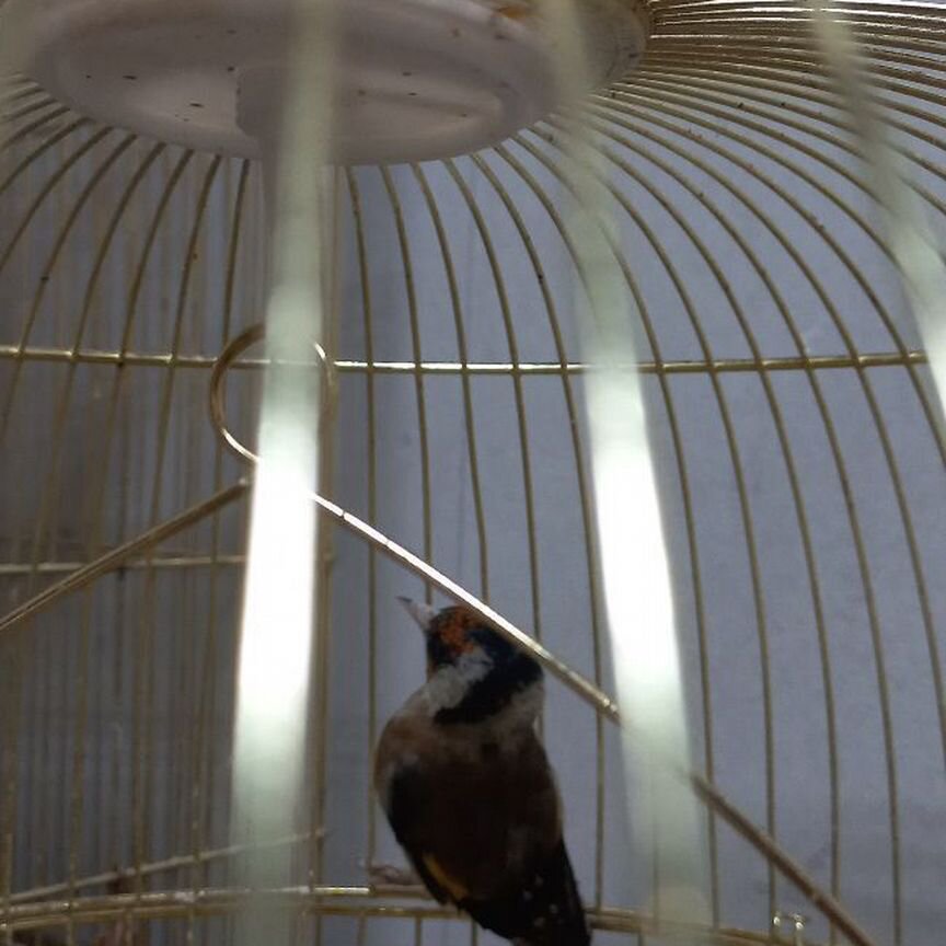 Кенара и канарейки