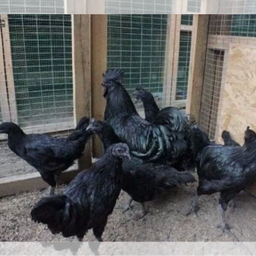 Чистопородная семья кур "аям цемани"