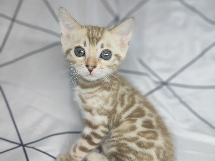Бенгальские котята