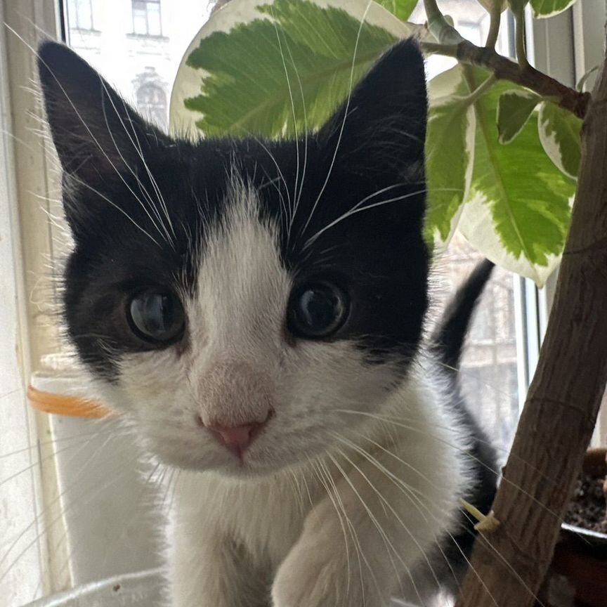 Котенок Квинси