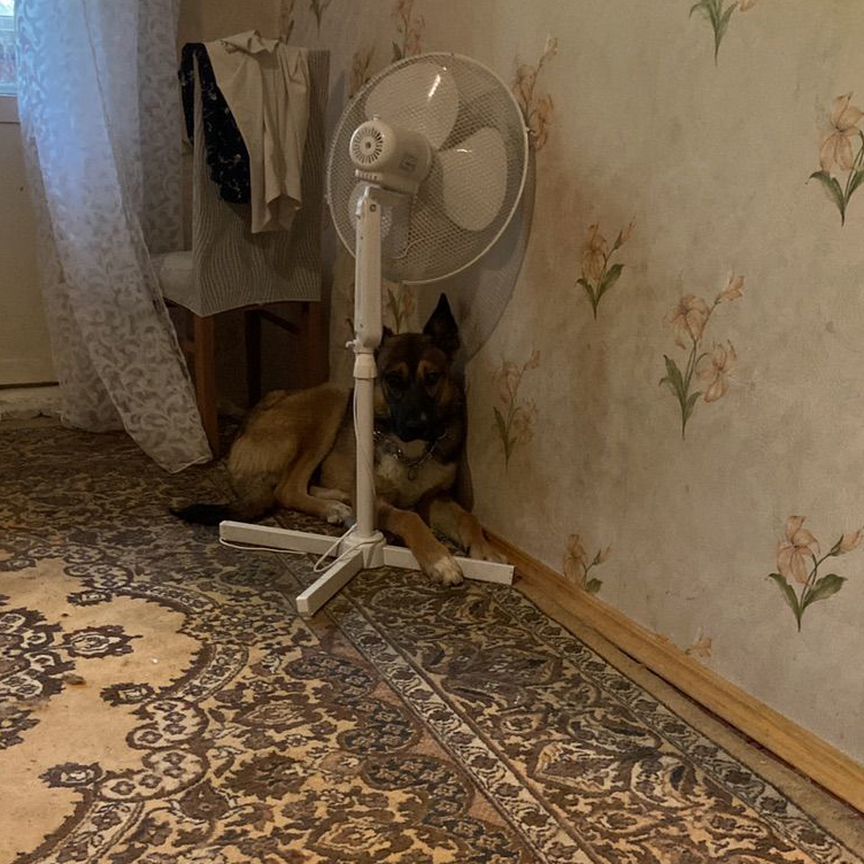 Отдам в добрые руки