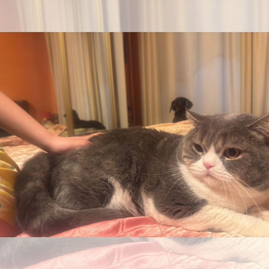 Шотландский прямоухий короткошёрстный котёнок