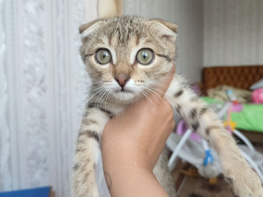 Шотландская вислоухая кошка