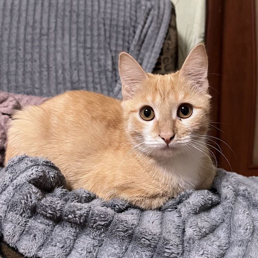 Котёнок в добрые руки