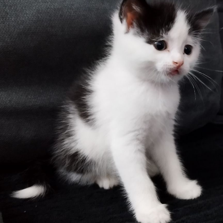 Котёнок в добрые руки