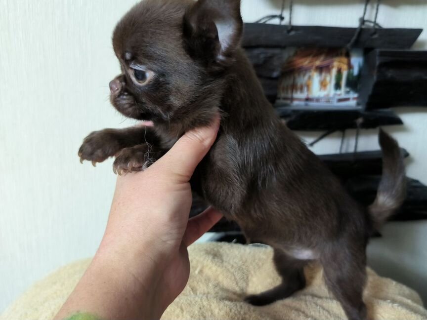 Чихуахуа девочка