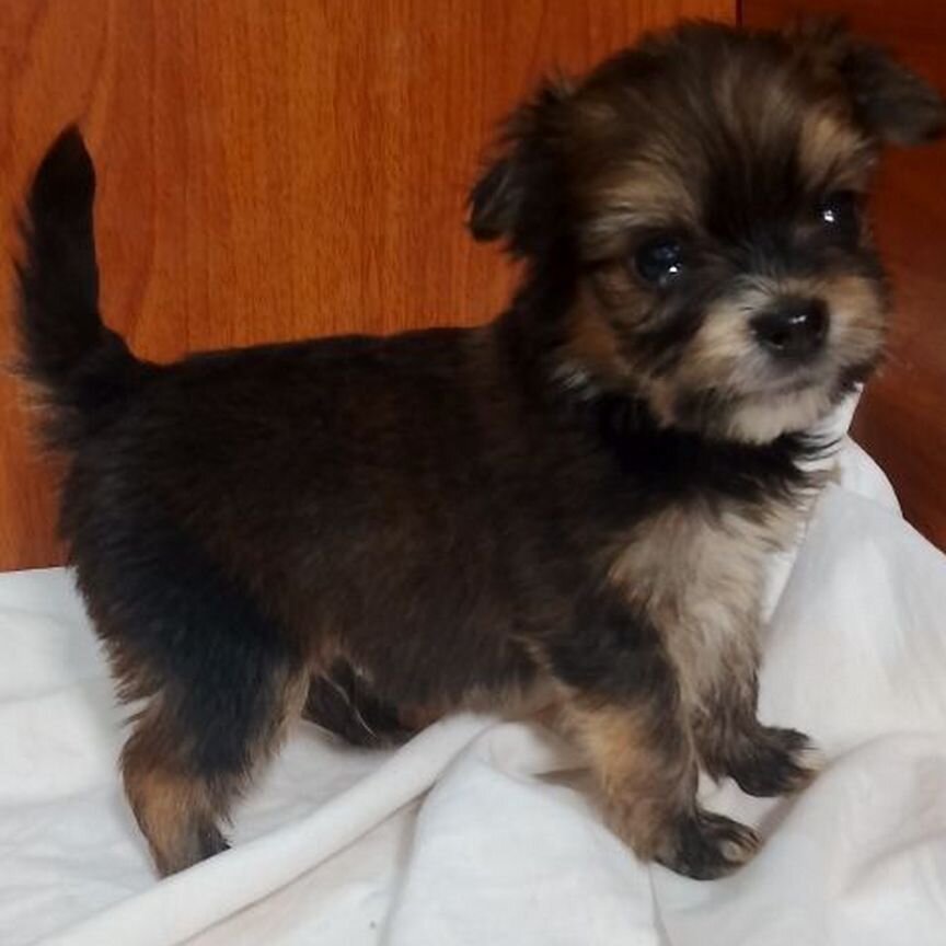 Йоркширский терьер, щенок