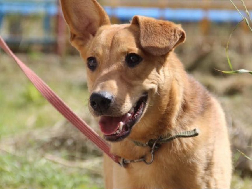 Хитрюга и весельчак Эрик ждет хозяев