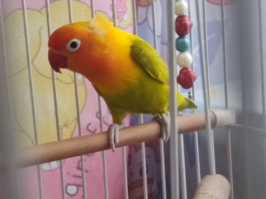 Попугай неразлучники с клеткой