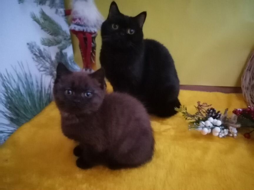 Лучшие чёрные и шоколад детки