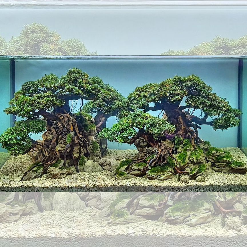 Композиции для аквариума, коряги, бонсаи
