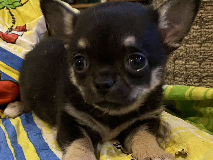 Щенок Чихуахуа девочка 1,5 мес