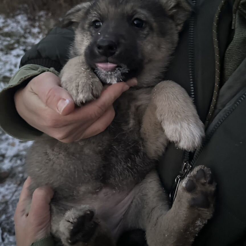 Щенок в добрые руки