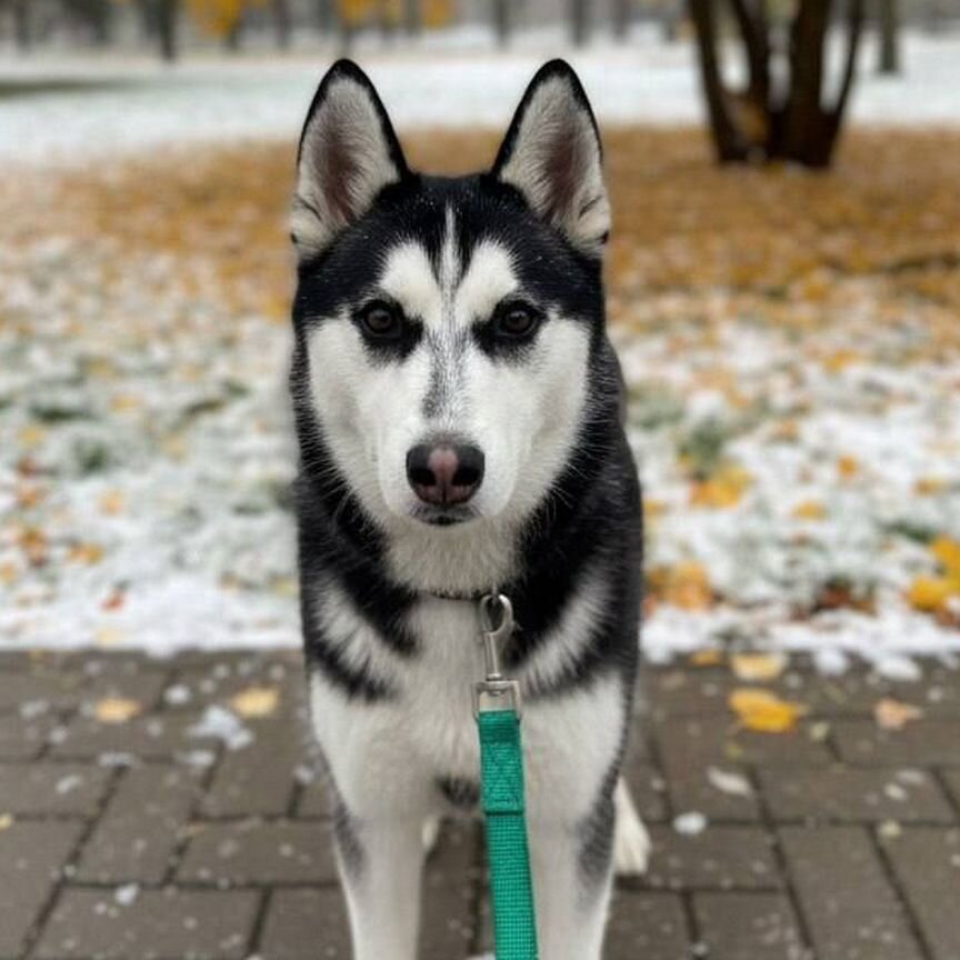 Сибирский хаски, взрослая собака
