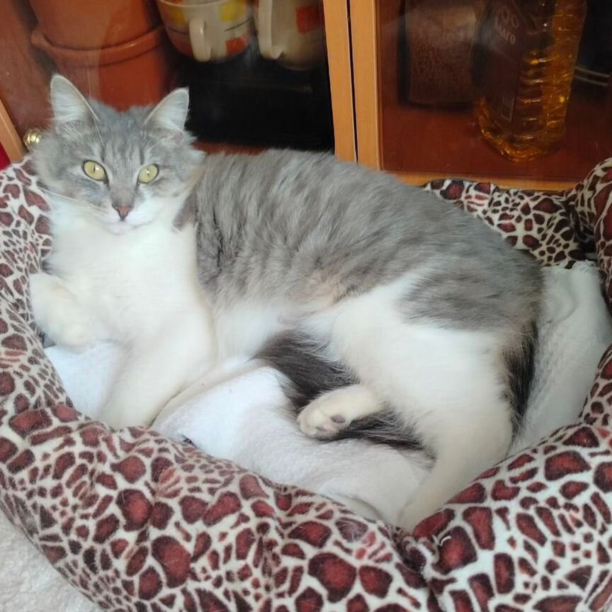 Взрослая, кошка в добрые руки