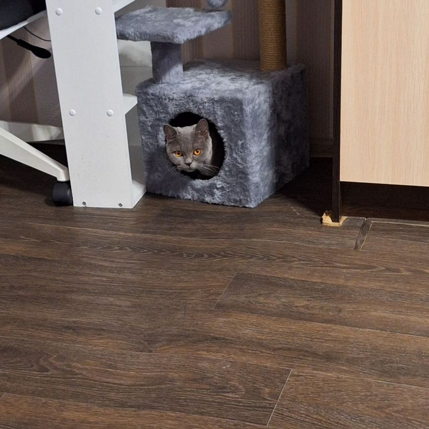 Британская кошка