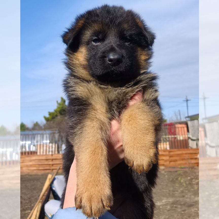 Немецкая овчарка, щенок