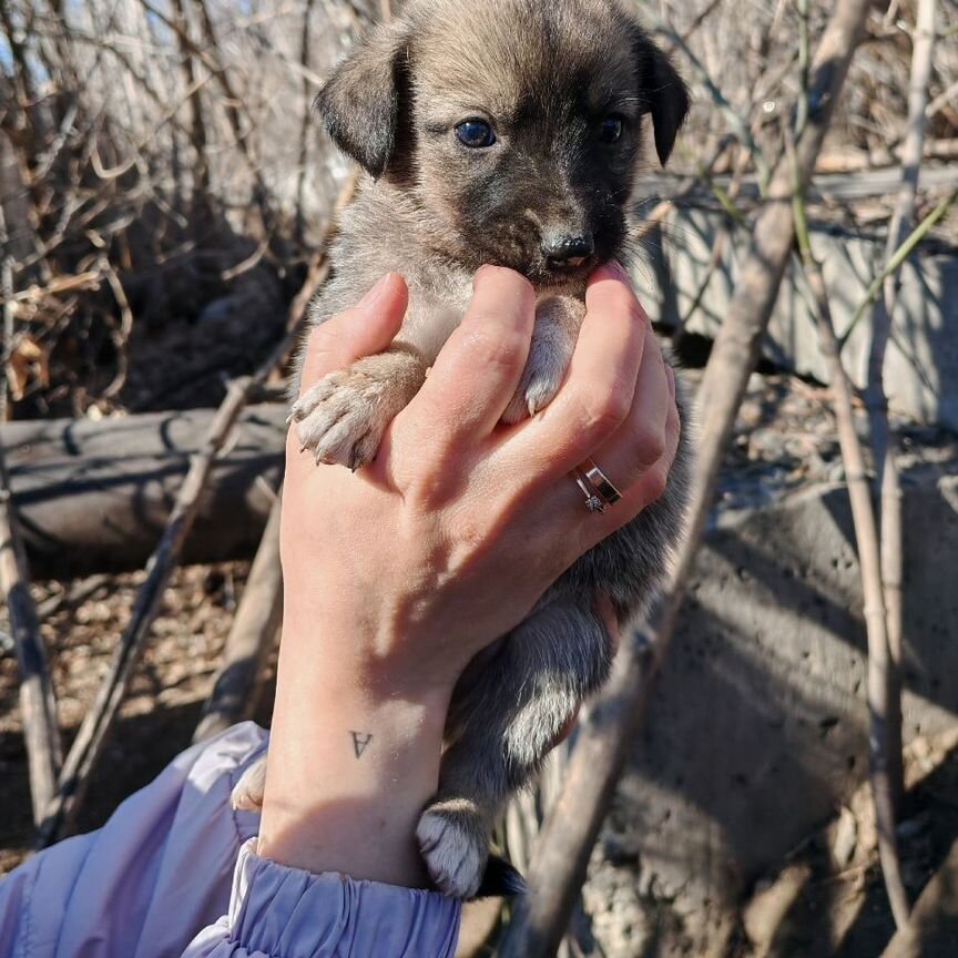 Щенок в добрые руки