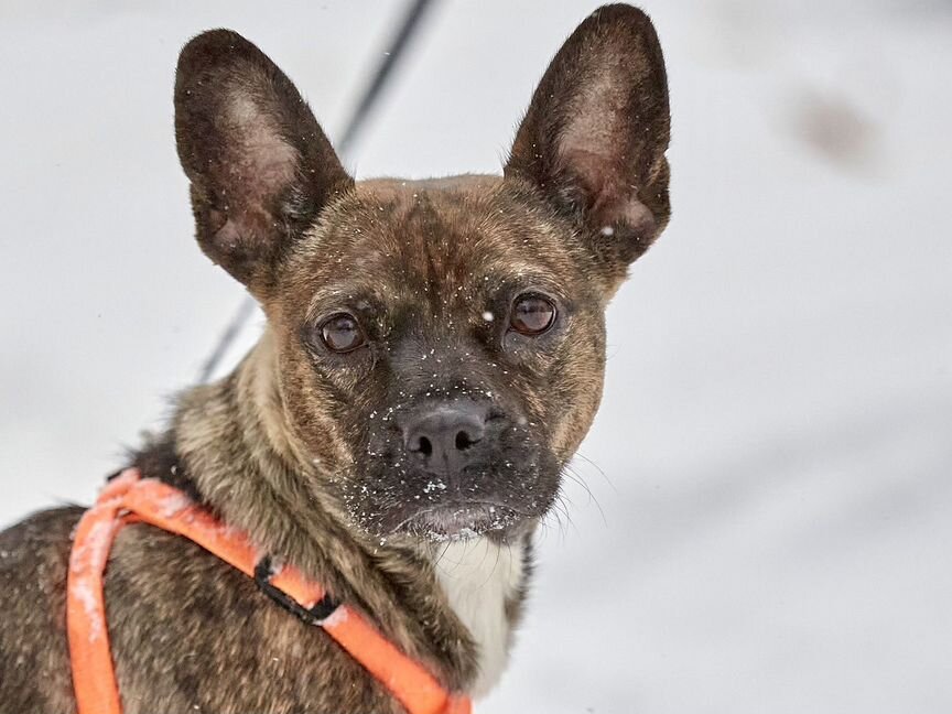 Эльза ищет дом