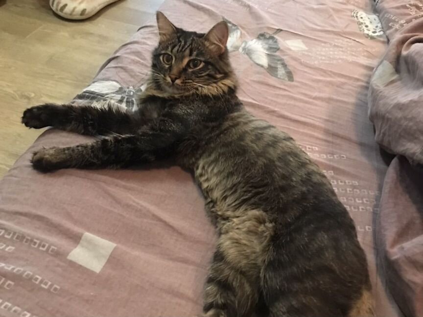 Коты на вязку