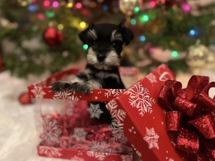 Малыши toy size exclusive