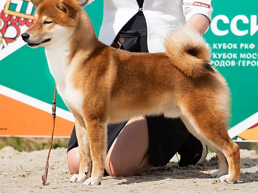 Сиба ину вязка