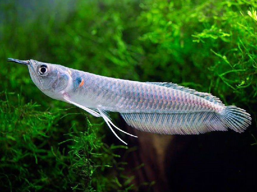 Рыба Арованна