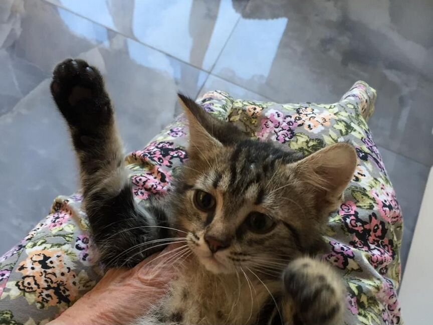 Котик Епифан