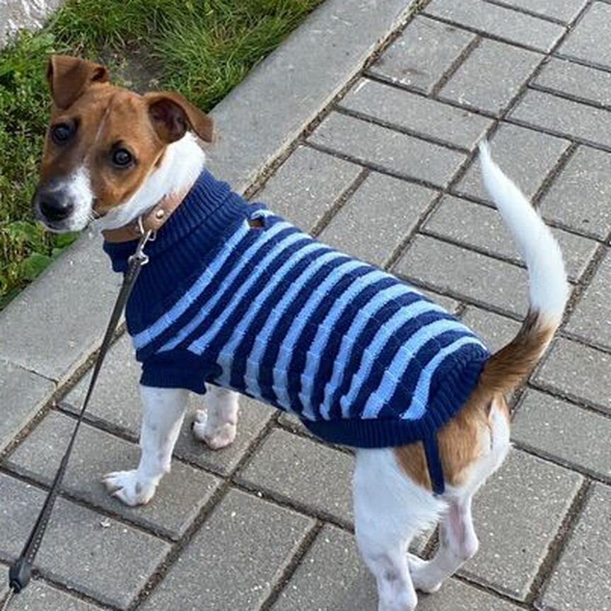 Джек-рассел-терьер, щенок