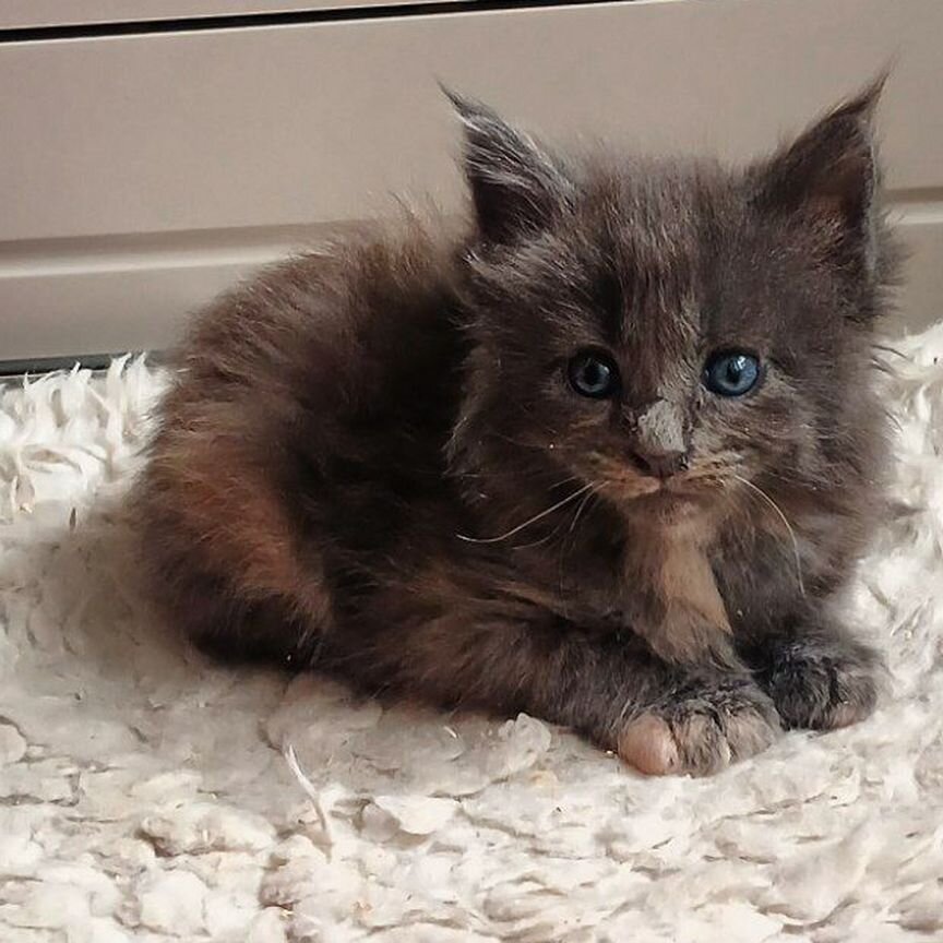 Мейн-кун котёнок