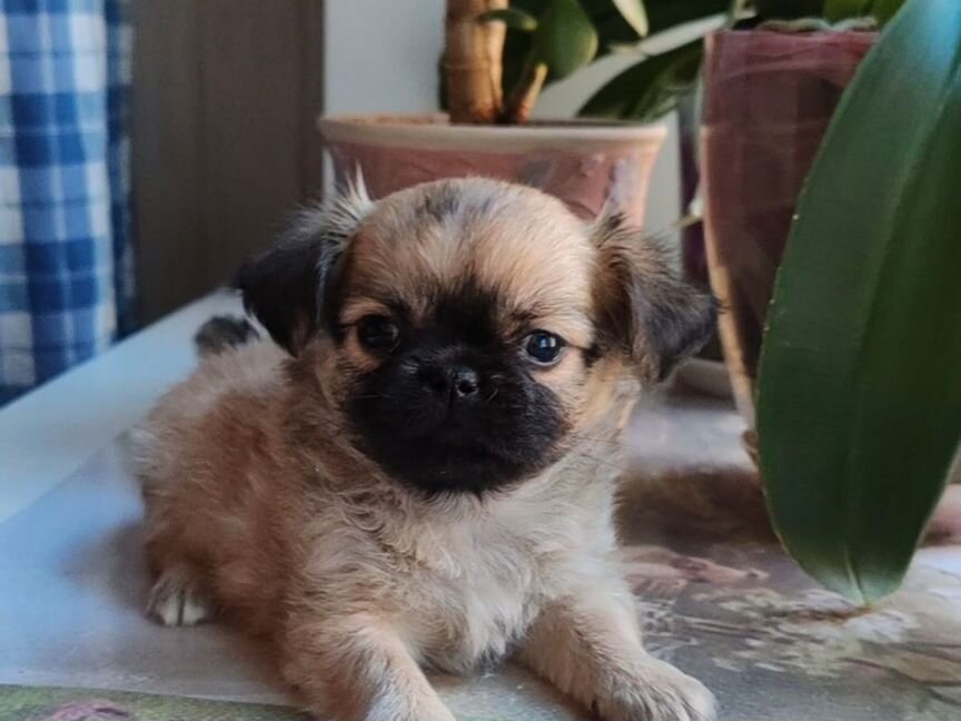 Яркий соболь с масочкой