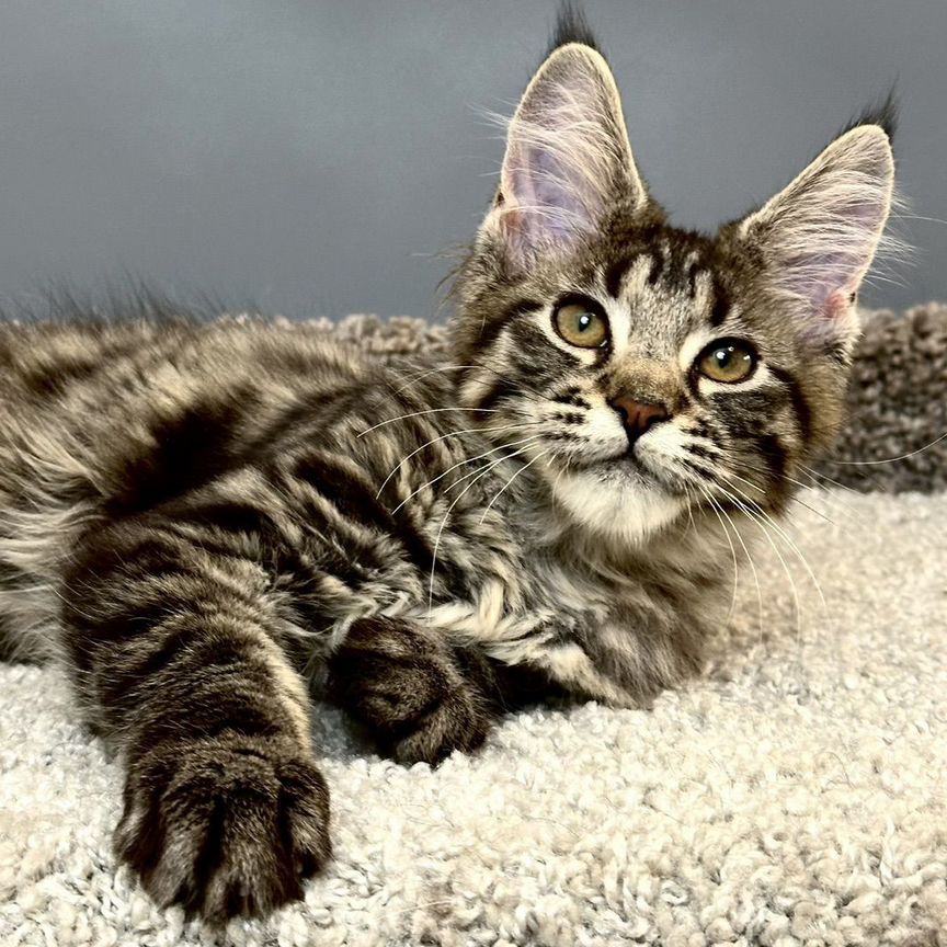 Мейн-кун котёнок