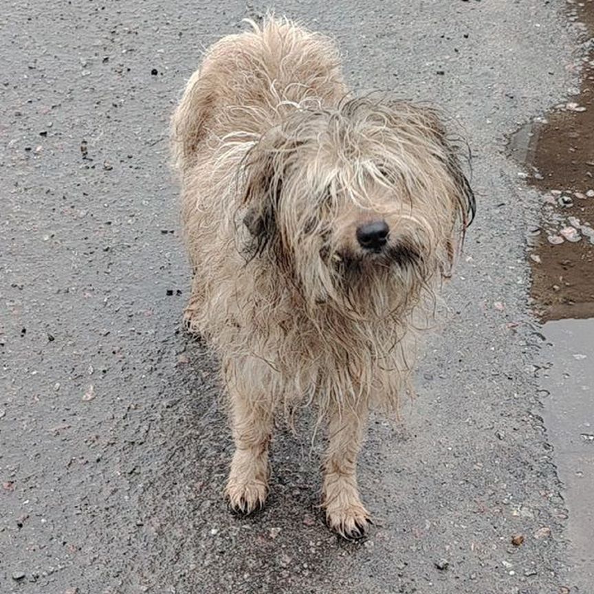 Мальтипу, взрослая собака