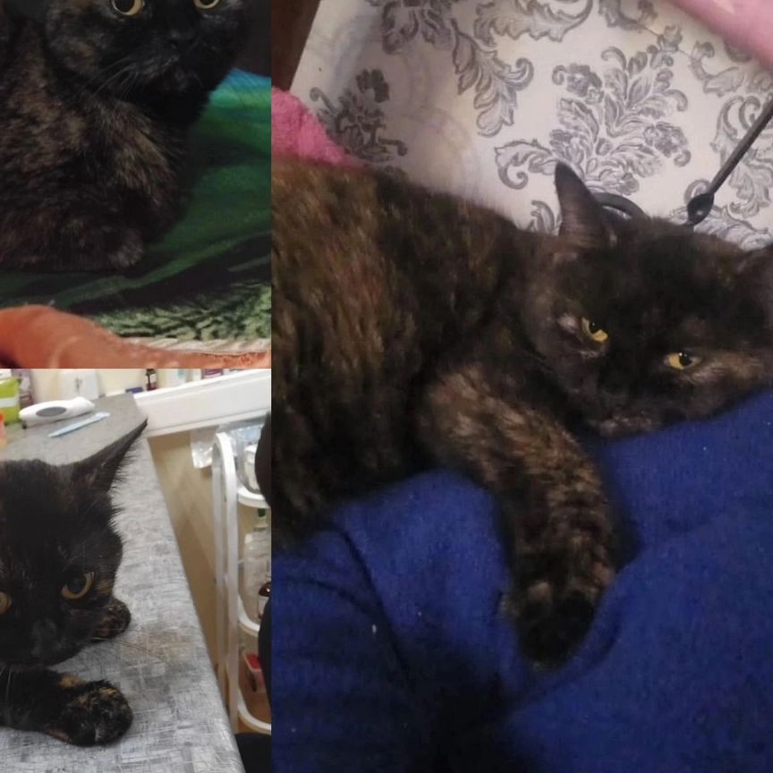 Кошечка Лиса ищет дом