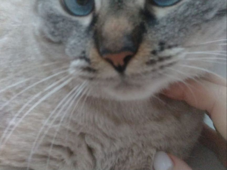 Кошка в дар бесплатно