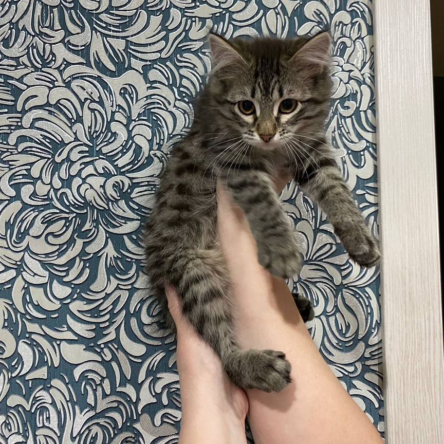 Тайский котёнок